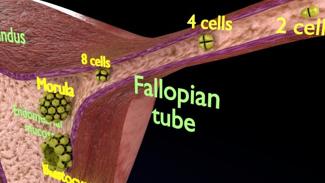 Fertilization stages of ovum Modelo 3D in Anatomía 3DExport