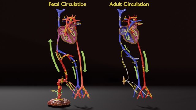 Fetal and adult blood circulation 3D Model in Anatomy 3DExport