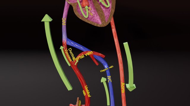 Fetal and adult blood circulation 3D Model in Anatomy 3DExport