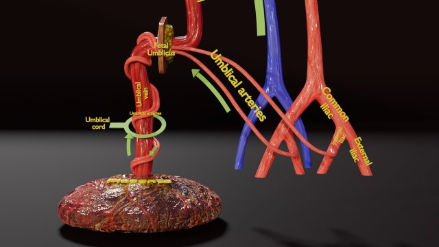 Fetal and adult blood circulation 3D Model in Anatomy 3DExport