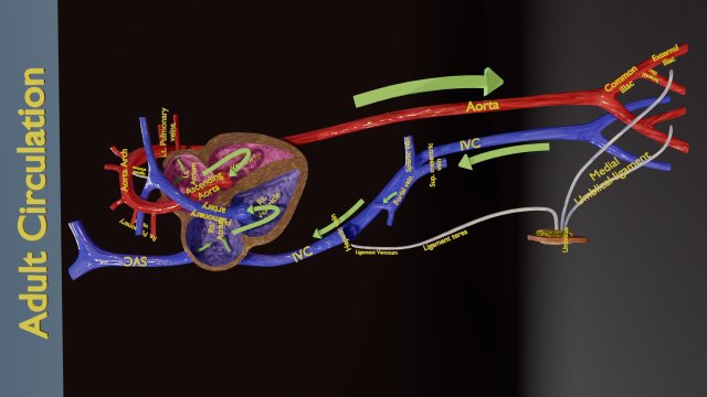 Fetal and adult blood circulation 3D Model in Anatomy 3DExport