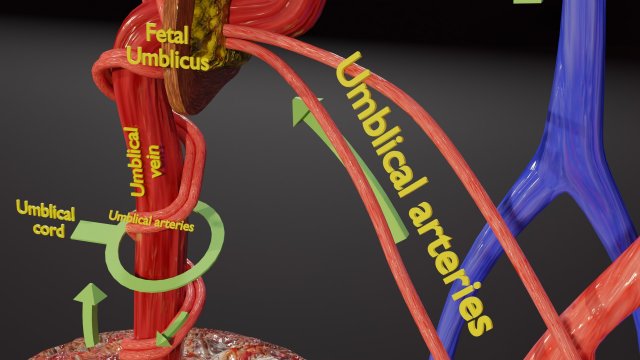 Fetal and adult blood circulation 3D Model in Anatomy 3DExport
