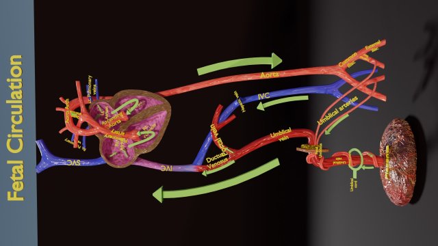 Fetal and adult blood circulation 3D Model in Anatomy 3DExport