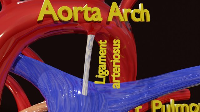 Fetal and adult blood circulation 3D Model in Anatomy 3DExport