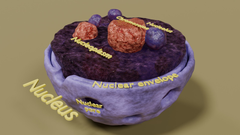 Nucleus structure schematic Modelo 3D in Anatomia 3DExport