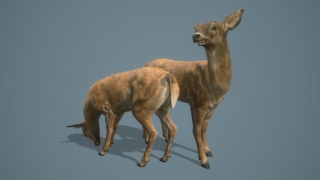 deer doe animated pbr low-poly 3D Model in Deer 3DExport