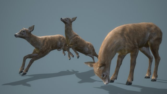 deer doe animated pbr low-poly 3D Model in Deer 3DExport