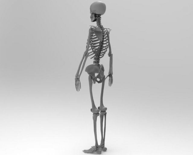 skeleton 3D Model in Anatomy 3DExport