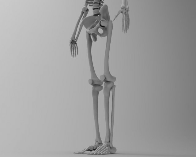 skeleton 3D Model in Anatomy 3DExport