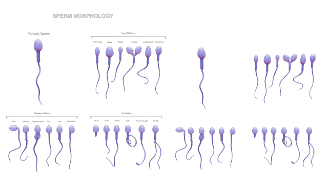 Sperm Morphology Normal and Abnormal 3D Model in Anatomy 3DExport