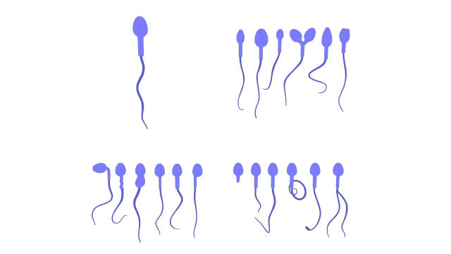 Sperm Morphology Normal and Abnormal 3D Model in Anatomy 3DExport