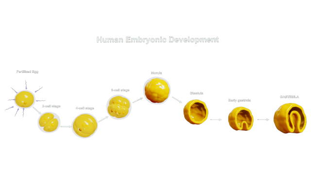 Human Embryonic Development 3D Model in Anatomy 3DExport