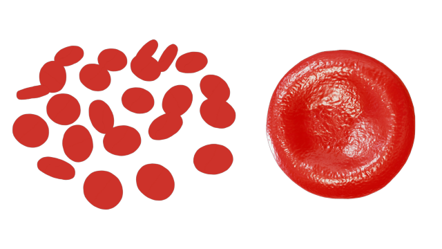 Normal Blood Cells vs Anemia 3D Model in Anatomy 3DExport