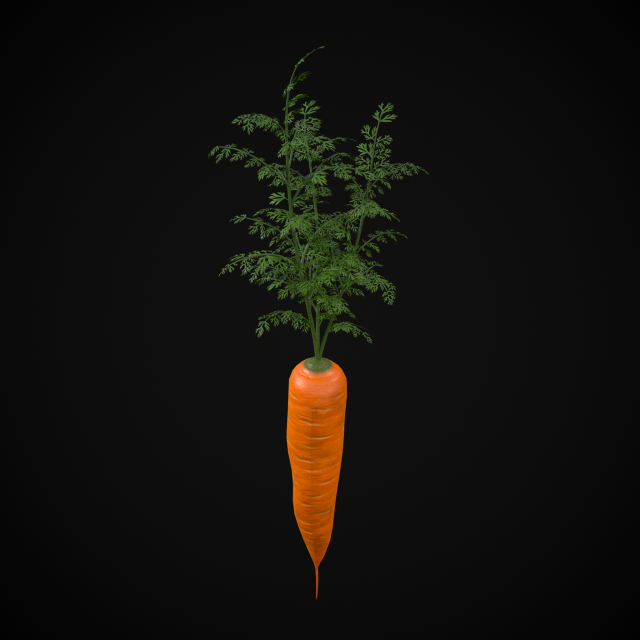 Carrots 3D Model in Vegetable 3DExport