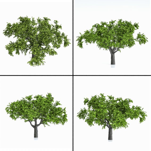Apple tree Free 3D Model in Tree 3DExport