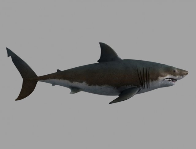 Jaws shark 3D Model in Shark 3DExport