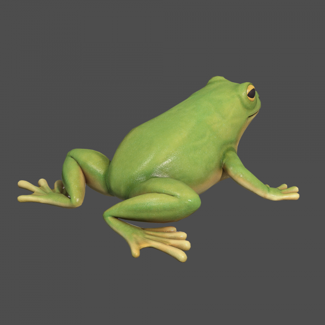 tree frog 3D Model in Amphibians 3DExport