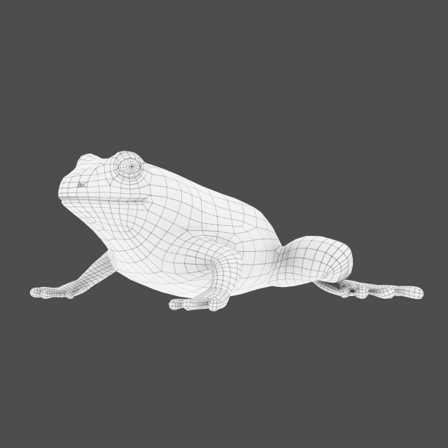 tree frog 3D Model in Amphibians 3DExport
