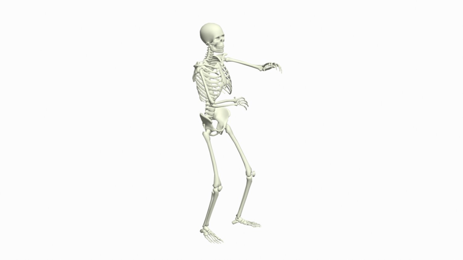 Skeleton Rigged 3D Animations Set 1 - 25 in 1 3D Model in Anatomy 3DExport