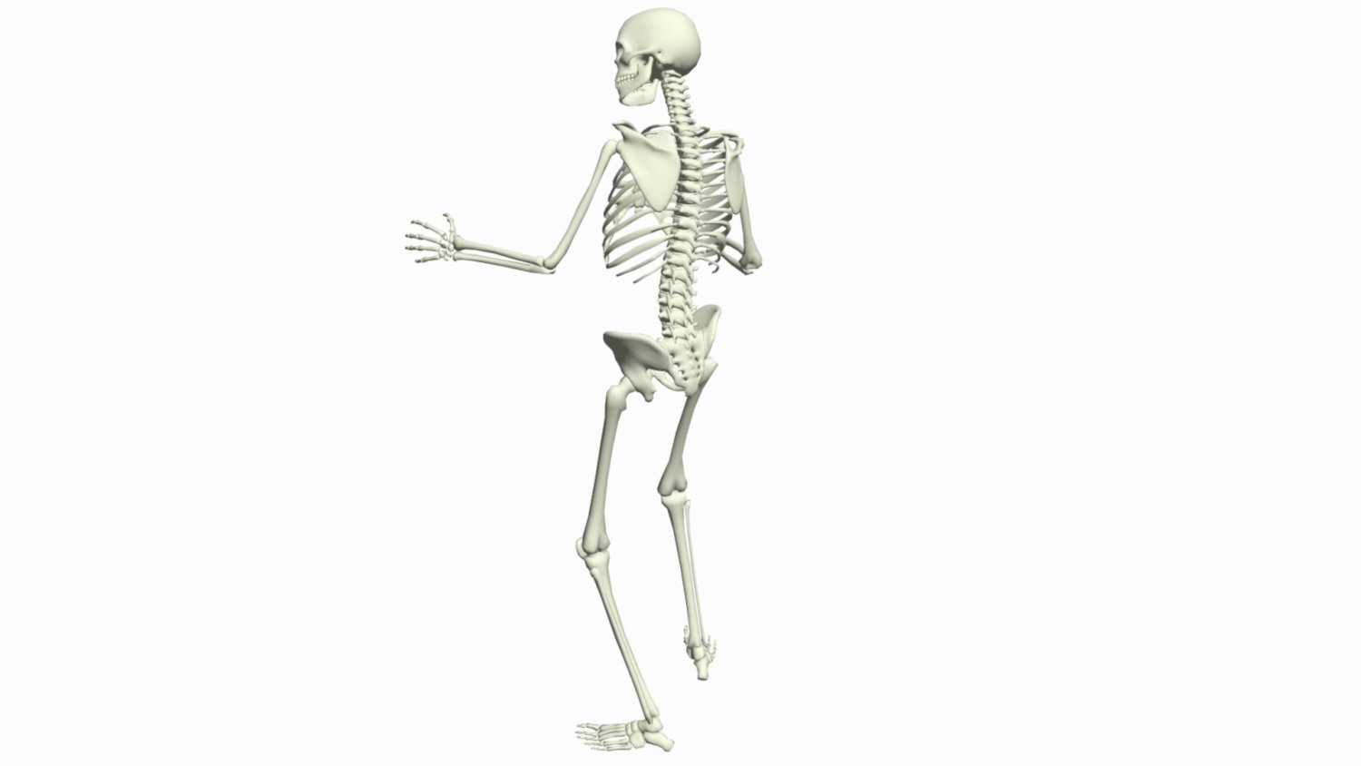 Skeleton Rigged 3D Animations Set 1 - 25 in 1 3D Model in Anatomy 3DExport