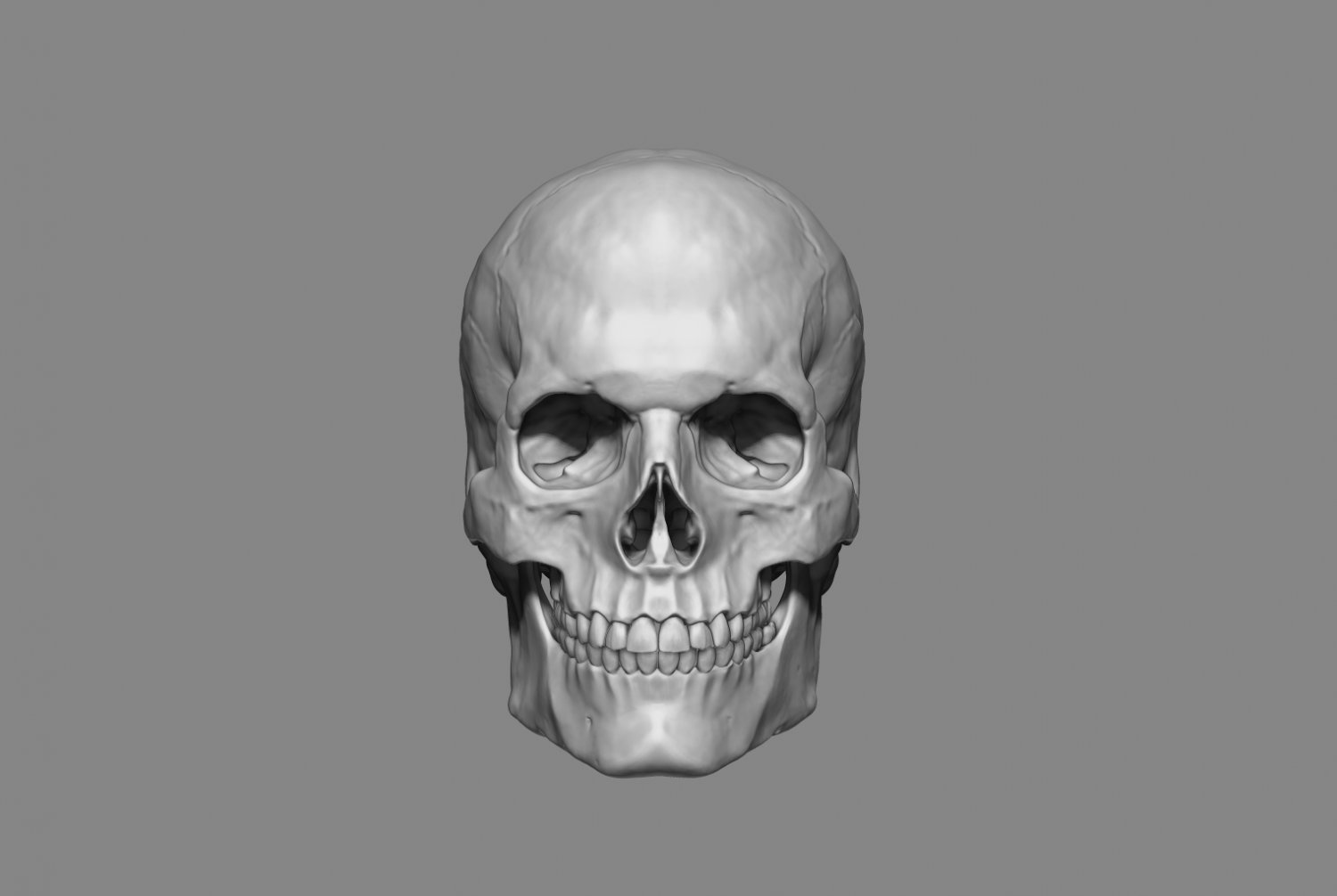 anatomy male skull 1-2 size 3d printable stl 3D Print Model in Anatomy ...