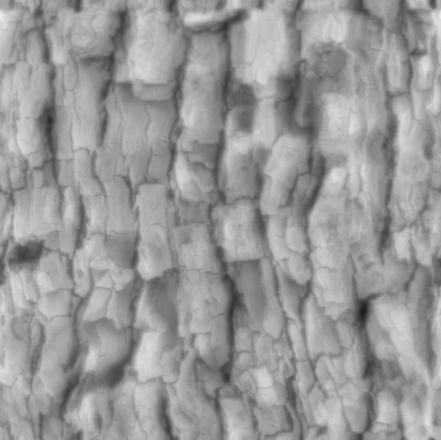 tree bark seamless 01 CG Textures in Wood 3DExport