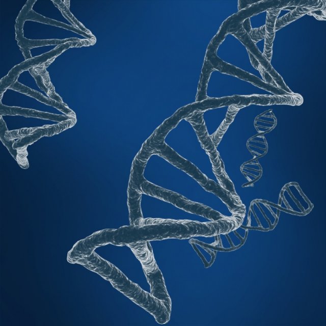 dna string 3D Model in Other 3DExport