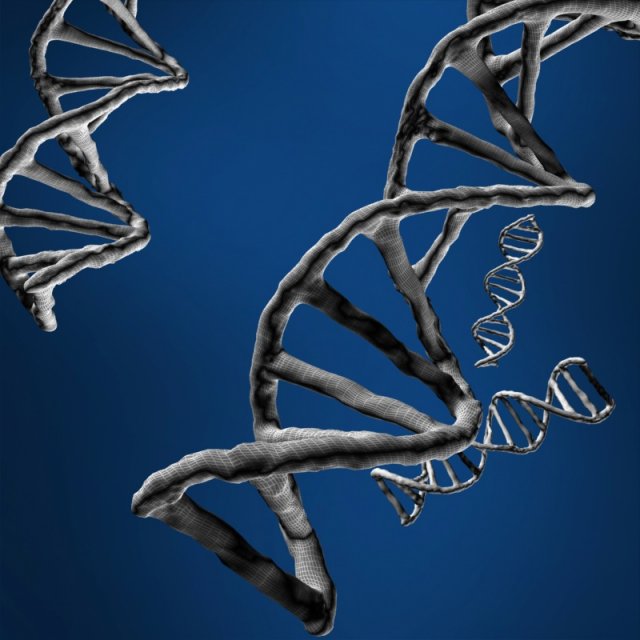 dna string 3D Model in Other 3DExport