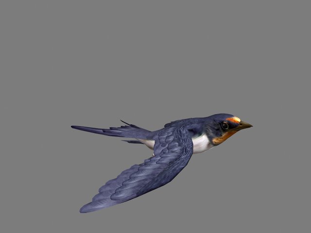 Swallow 3D Model in Bird 3DExport