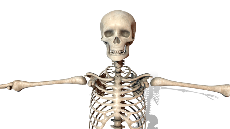 Realistic Human Skeleton 3D Model in Anatomy 3DExport