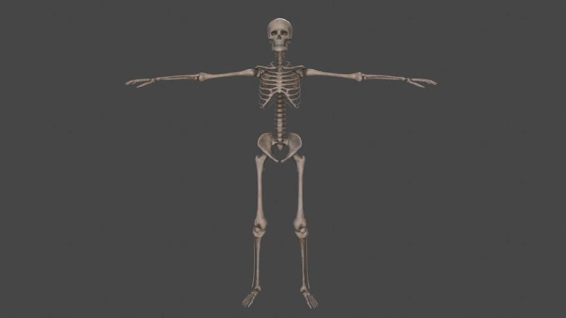 Realistic Human Skeleton 3D Model in Anatomy 3DExport