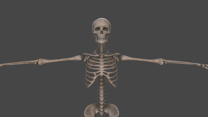 Realistic Human Skeleton 3D Model in Anatomy 3DExport