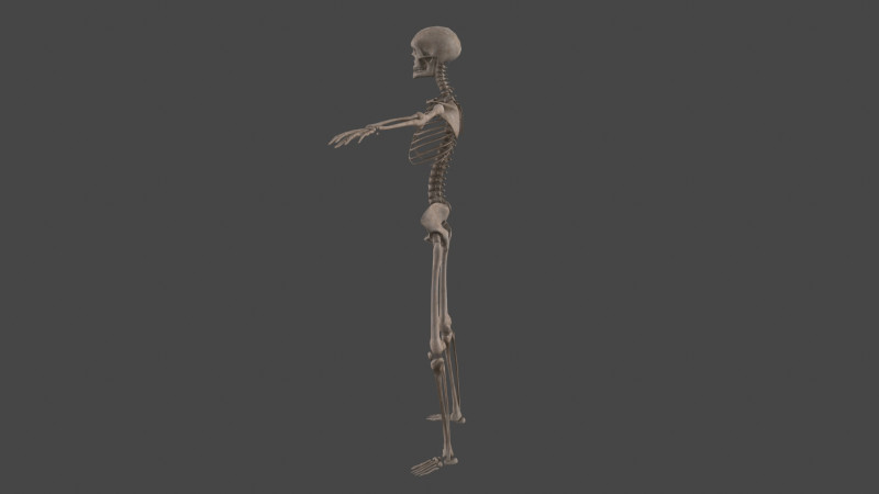 Realistic Human Skeleton 3D Model in Anatomy 3DExport