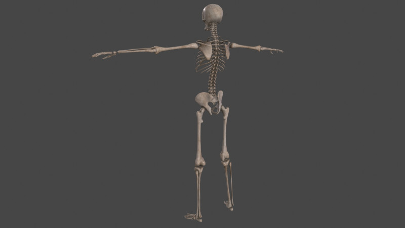 Realistic Human Skeleton 3D Model in Anatomy 3DExport