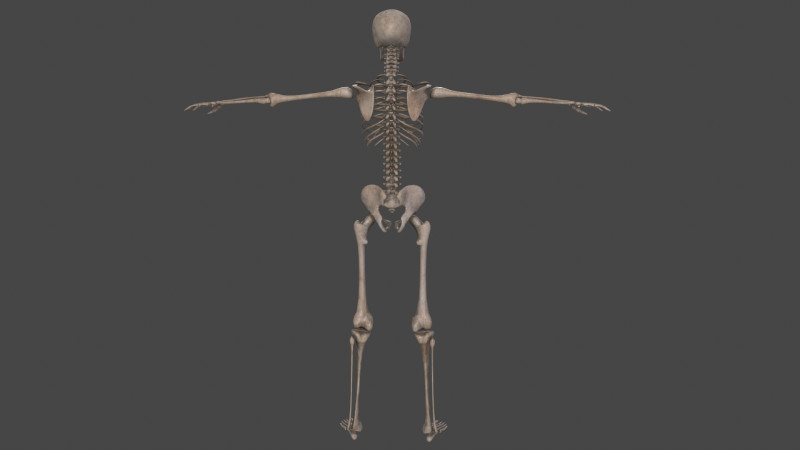 Realistic Human Skeleton 3D Model in Anatomy 3DExport