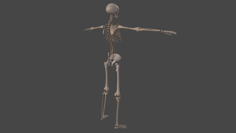 Realistic Human Skeleton 3D Model in Anatomy 3DExport
