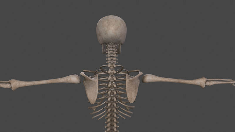 Realistic Human Skeleton 3D Model in Anatomy 3DExport