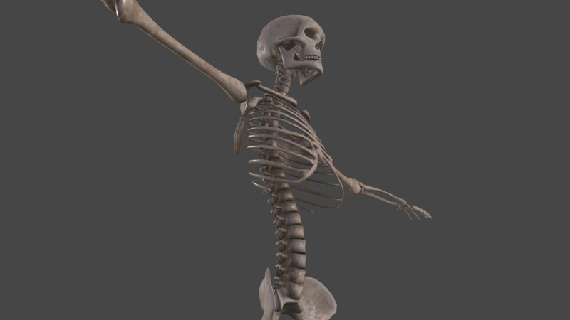 Realistic Human Skeleton 3D Model in Anatomy 3DExport