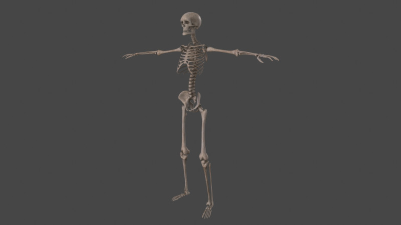 Realistic Human Skeleton 3D Model in Anatomy 3DExport