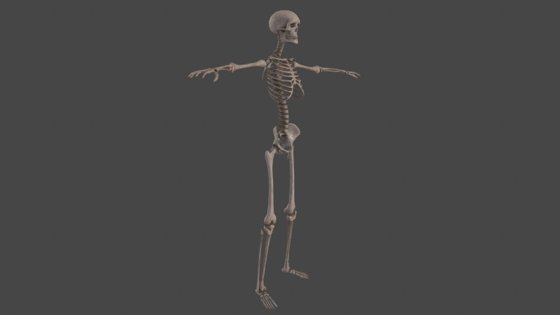 Realistic Human Skeleton 3D Model in Anatomy 3DExport