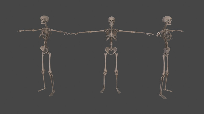 Realistic Human Skeleton 3D Model in Anatomy 3DExport