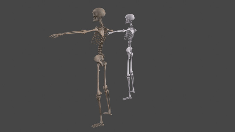 Realistic Human Skeleton 3D Model in Anatomy 3DExport