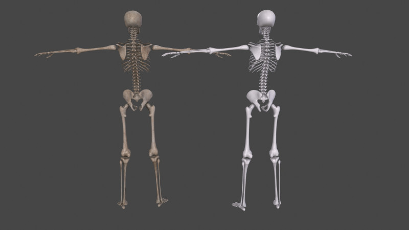 Realistic Human Skeleton 3D Model in Anatomy 3DExport