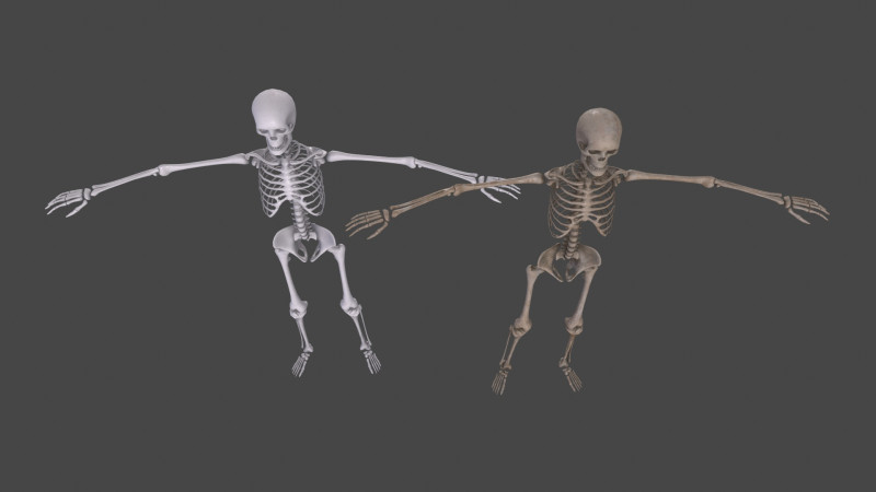 Realistic Human Skeleton 3D Model in Anatomy 3DExport