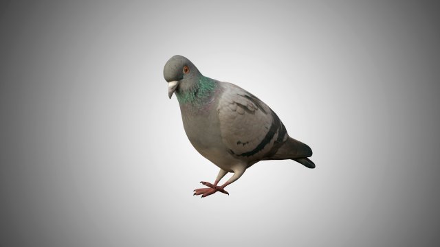 pigeon low poly rigged game ready 3D Model in Bird 3DExport