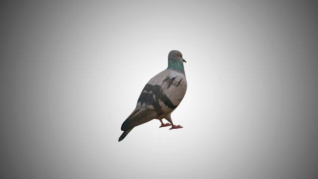 pigeon low poly rigged game ready 3D Model in Bird 3DExport