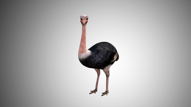 realistic rigged low poly ostrich 3D Model in Aquatic 3DExport