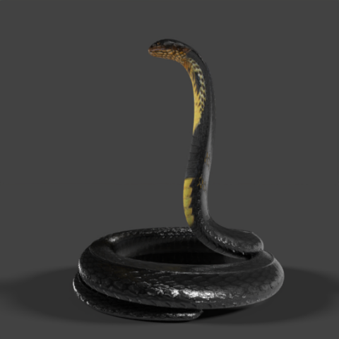 king cobra snake low poly 3D Model in Reptile 3DExport