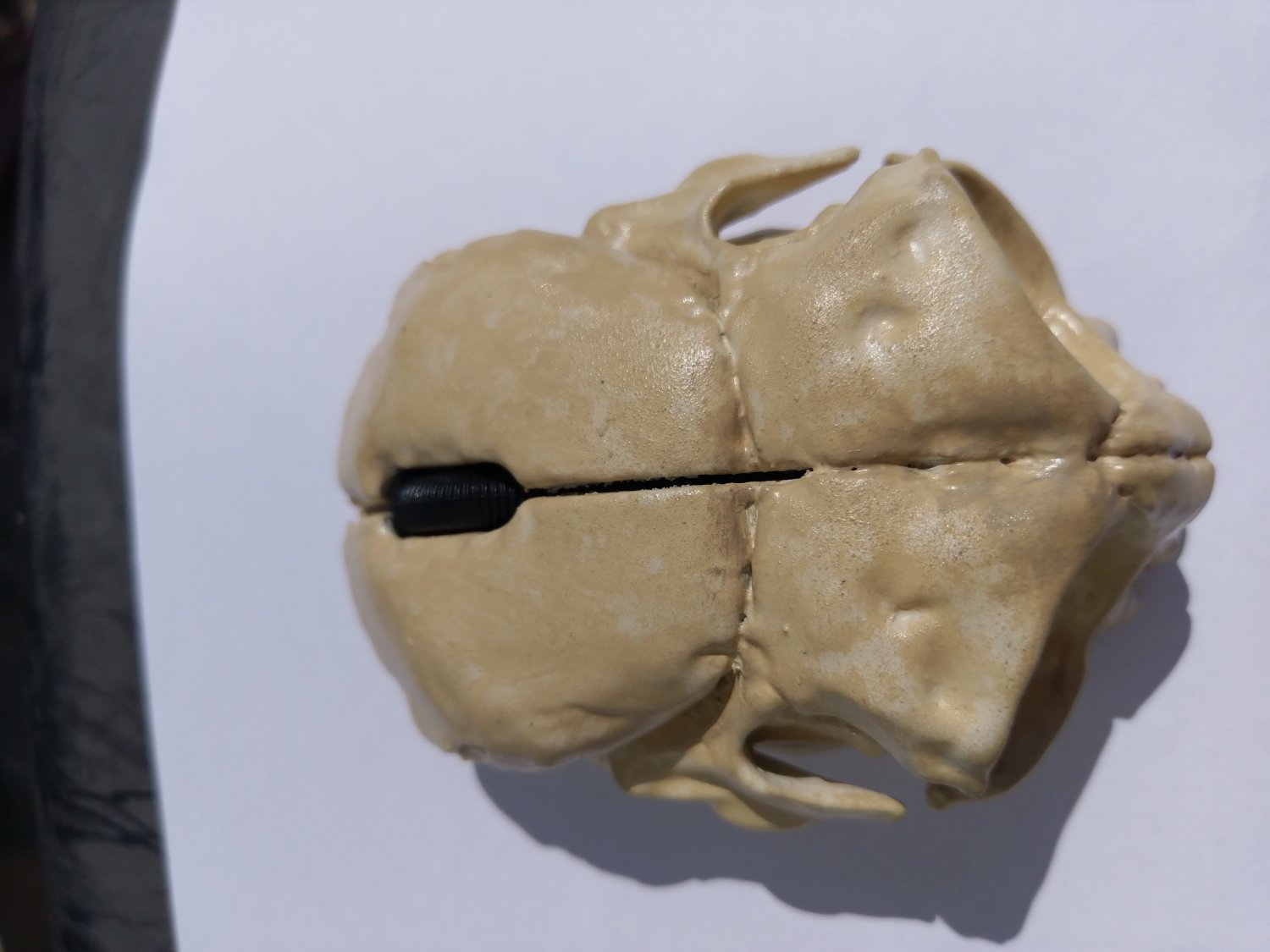 computer mouse skull 3D Print Models in PC and Laptop 3DExport