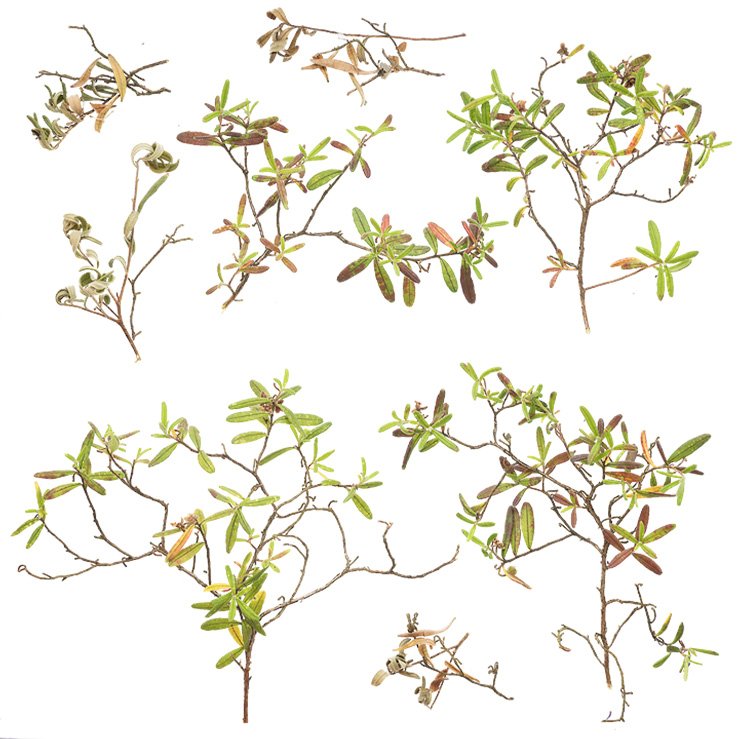 Bush Branch 4K Professional Textures 3D Model in Nature 3DExport